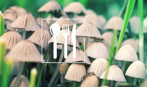 How to Eat Magic Mushroom? - Bistro Grace