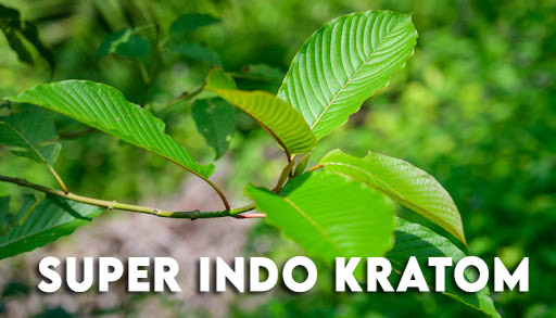 What is Super Indo Kratom? A Complete Guide for Beginners