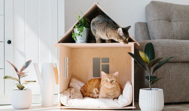 Can We Give Kratom To Cats? Everything You Need To Know - Bistro Grace